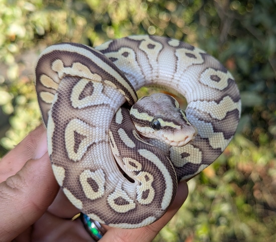 Pastel Lesser Ball Python by Olympian Exotics