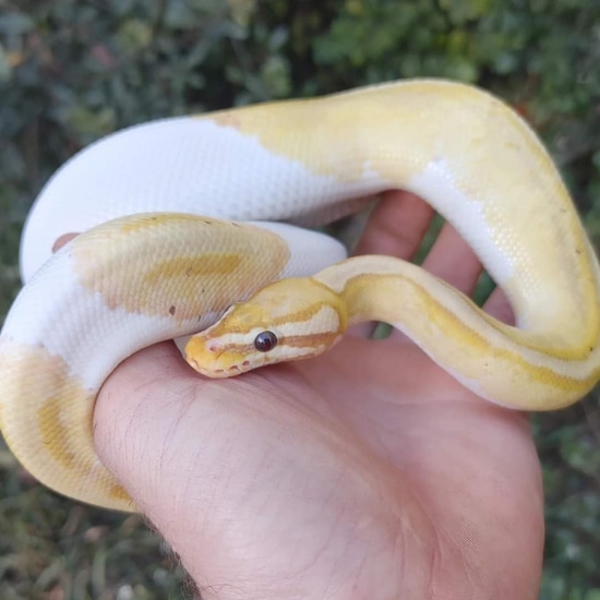 Pastel Banana Pied Ball Python by Olympian Exotics