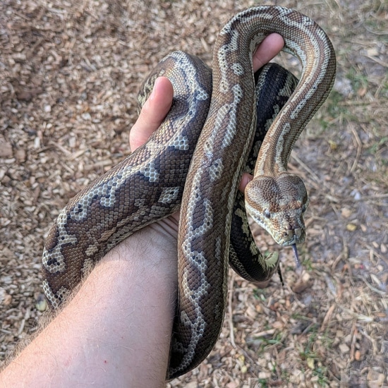Genetic Stripe Possible Het Stonewashed Carpet Python ~5FT Centralian ...