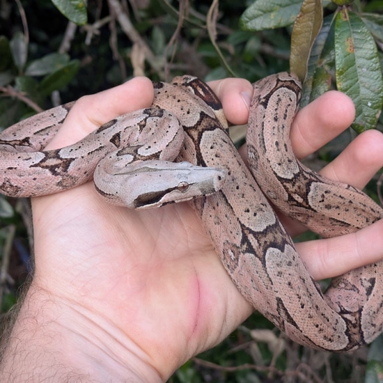 Pink Amarali Boa Constrictor ~2FT Short-Tailed Boa Constrictor by ...