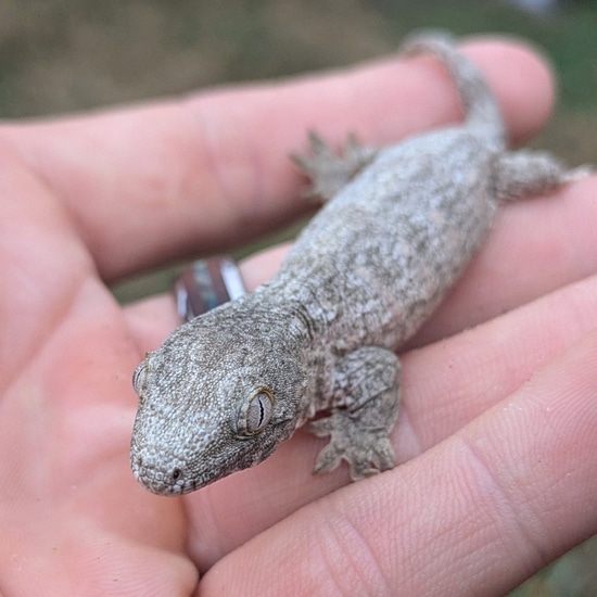 Bayonnaise Leachianus Gecko by Olympian Exotics
