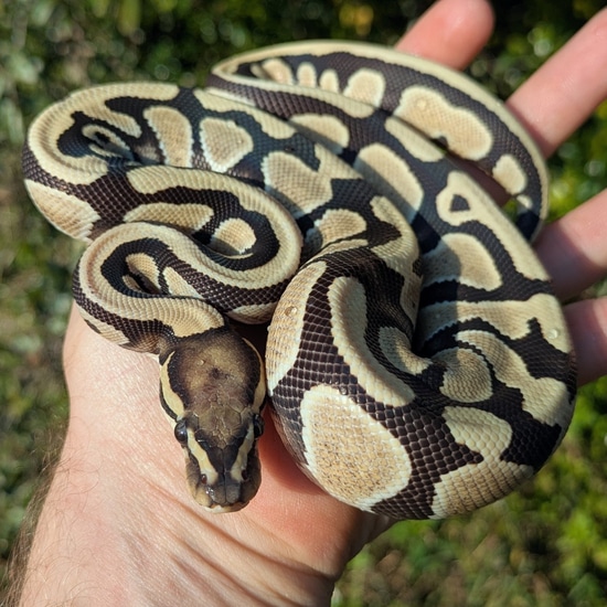 Desert Ghost 100% Het Pied Ball Python by Olympian Exotics