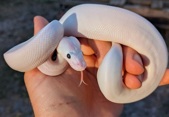 Super Fire Ball Python by Olympian Exotics