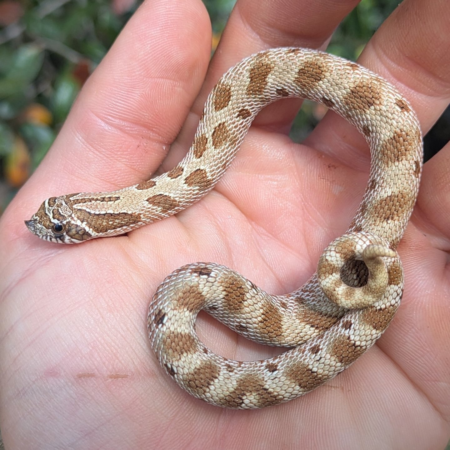 Anaconda 100% Het Lavender Western Hognose