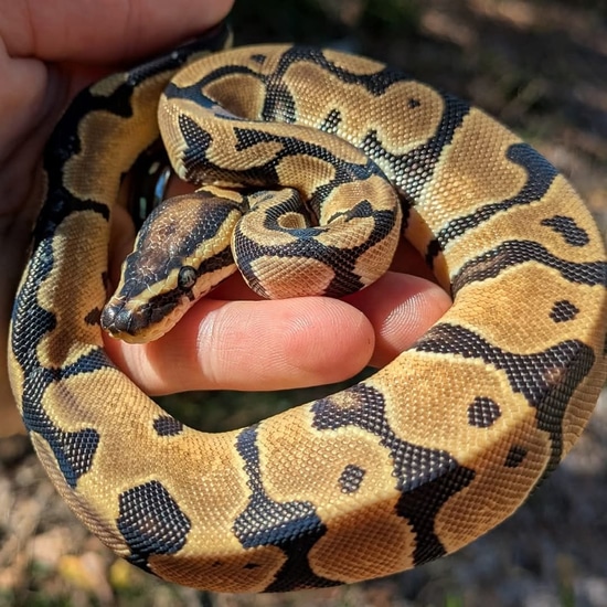 Orange Dream 100% Double Het VPI Axanthic Pied Ball Python by Olympian ...