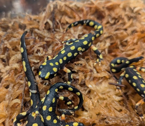 USCBB Juvenile Yellow Spotted Newt by Olympian Exotics