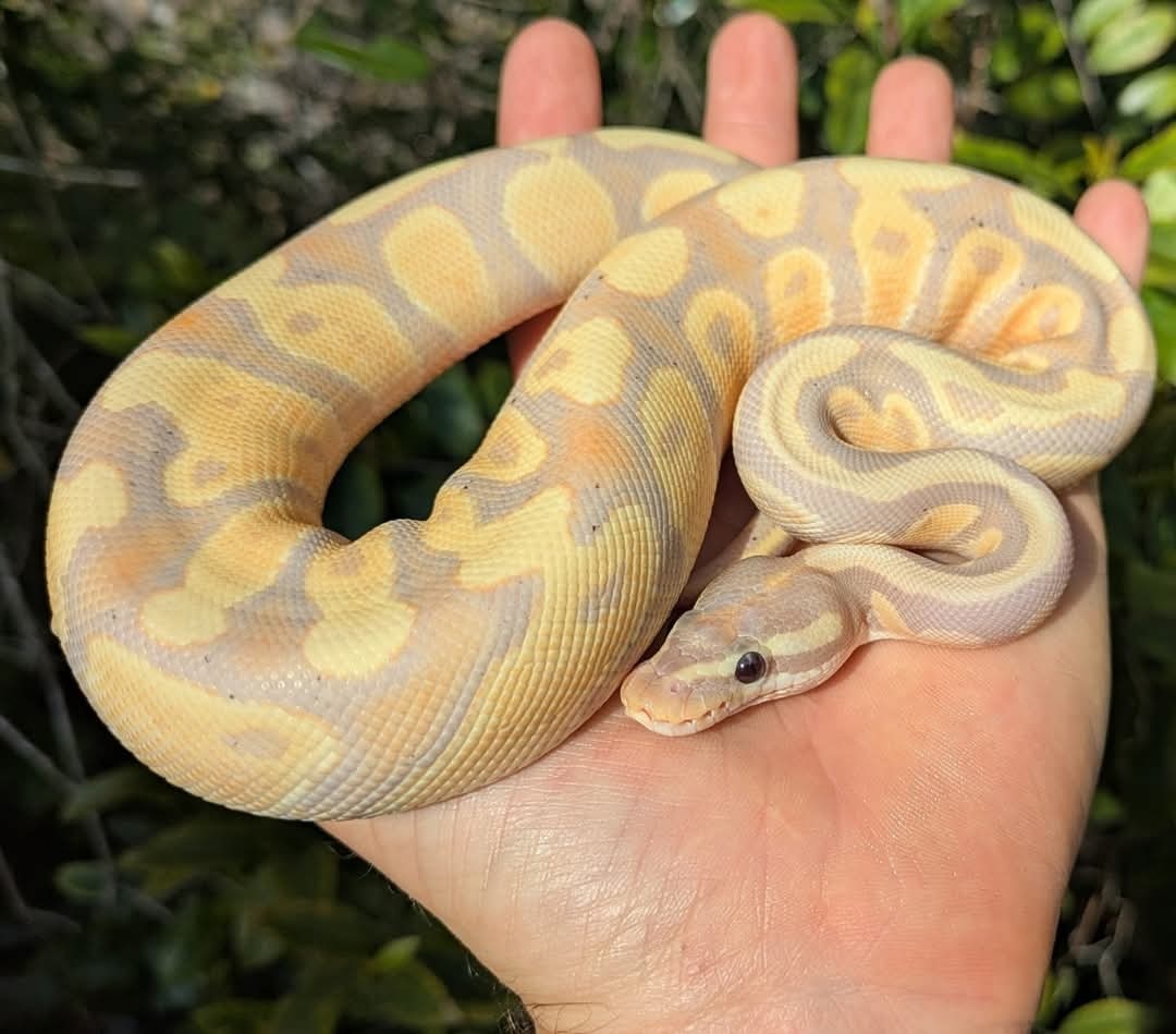 A+ Banana Fire Ball Python