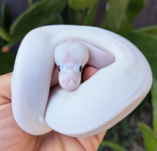 Super Fire Ball Python by Olympian Exotics