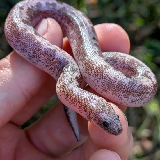 Anery Stripe Kenyan Sand Boa by Olympian Exotics