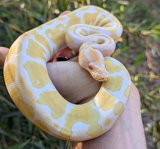 Albino Ball Python by Olympian Exotics