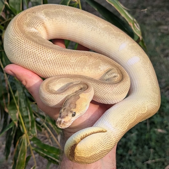 Butter Enchi Clown Ball Python by Olympian Exotics