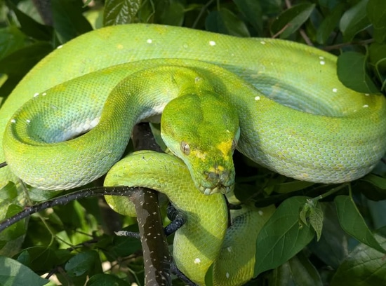 Unknown Locality Green Tree Python ~4FT by Olympian Exotics