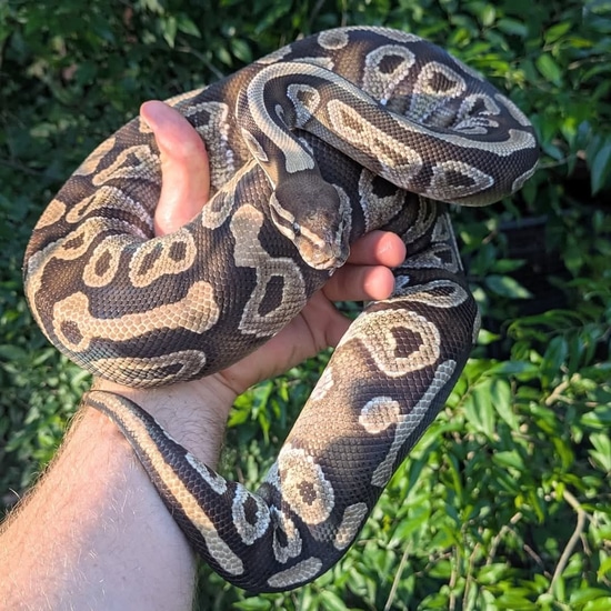 Mojave 100% Het Clown Ball Python by Olympian Exotics