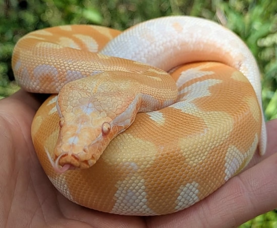 T Negative Albino Blood Python ~1.25FT by Olympian Exotics