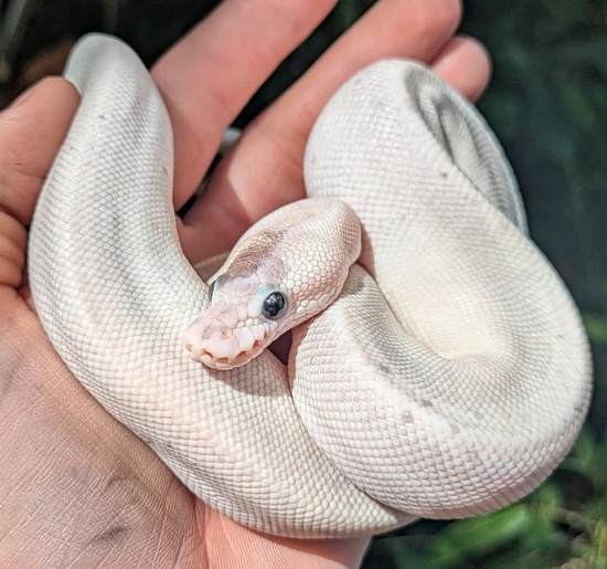 Pastel 8 Ball ( Cinnamon Black Pastel) Butter Ball Python by Olympian ...