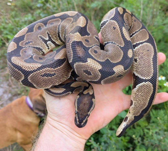 Normal Ball Python by Olympian Exotics