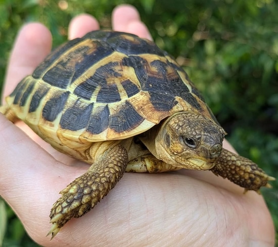 USCBB Hermann's Tortoise Shell ~3.5-4 Inch #3 by Olympian Exotics