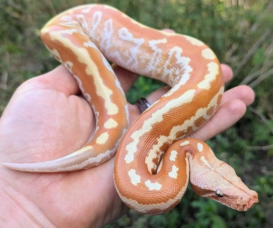 T+ Albino Hypo Matrix Blood Python by Olympian Exotics
