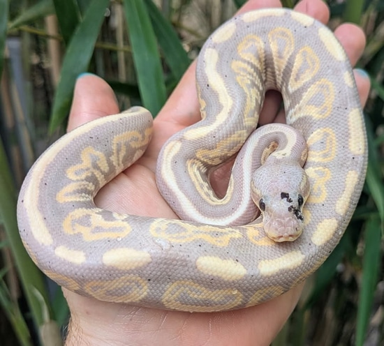 Paradox Coral Glow Phantom Possible Blackhead Ball Python by Olympian ...