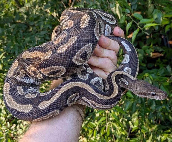Funky Dark Ball Python by Olympian Exotics