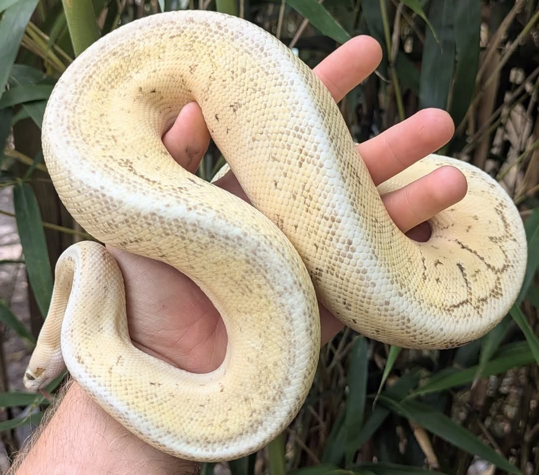 Super Pastel Fire Pinstripe Ball Python