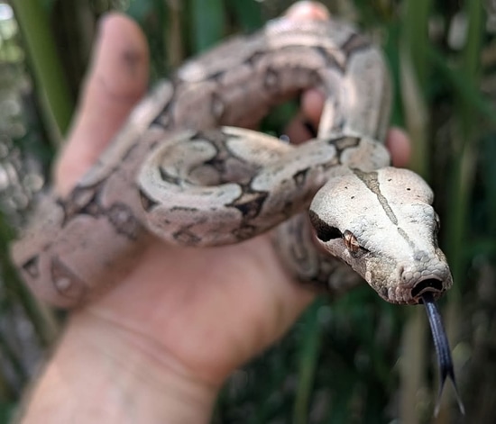 Pure Bolivian Boa Constrictor ( Amarali) ~2FT Short-Tailed Boa ...