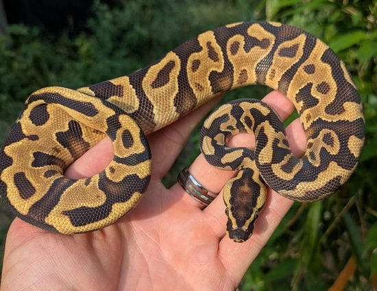 Enchi Leopard Yellowbelly Ball Python by Olympian Exotics