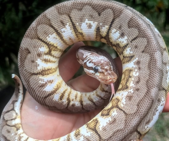 Pastel Cinnamon Spider Yellowbelly Ball Python by Olympian Exotics
