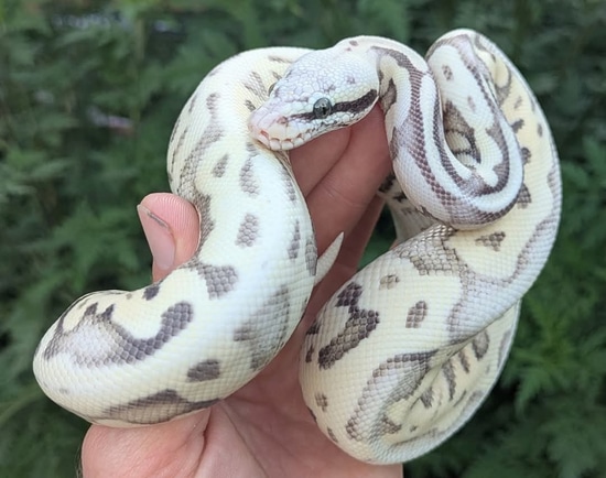 Super Pastel Leopard Desert Ghost Ball Python by Olympian Exotics