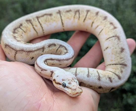 Pastel Spider Pinstripe Ball Python by Olympian Exotics
