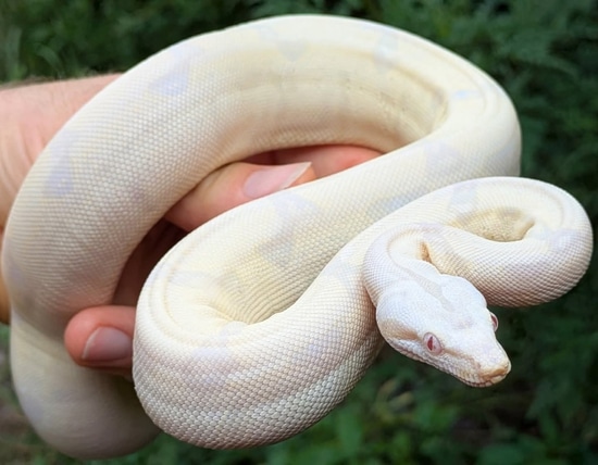 Kahl Moonglow Boa Constrictor by Olympian Exotics