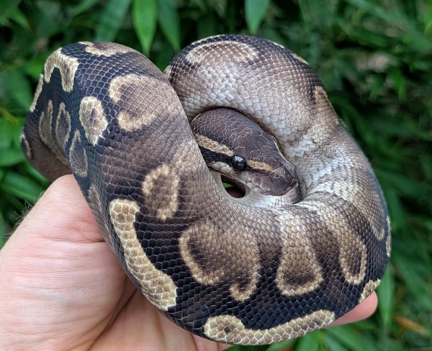 GHI Phantom Ball Python