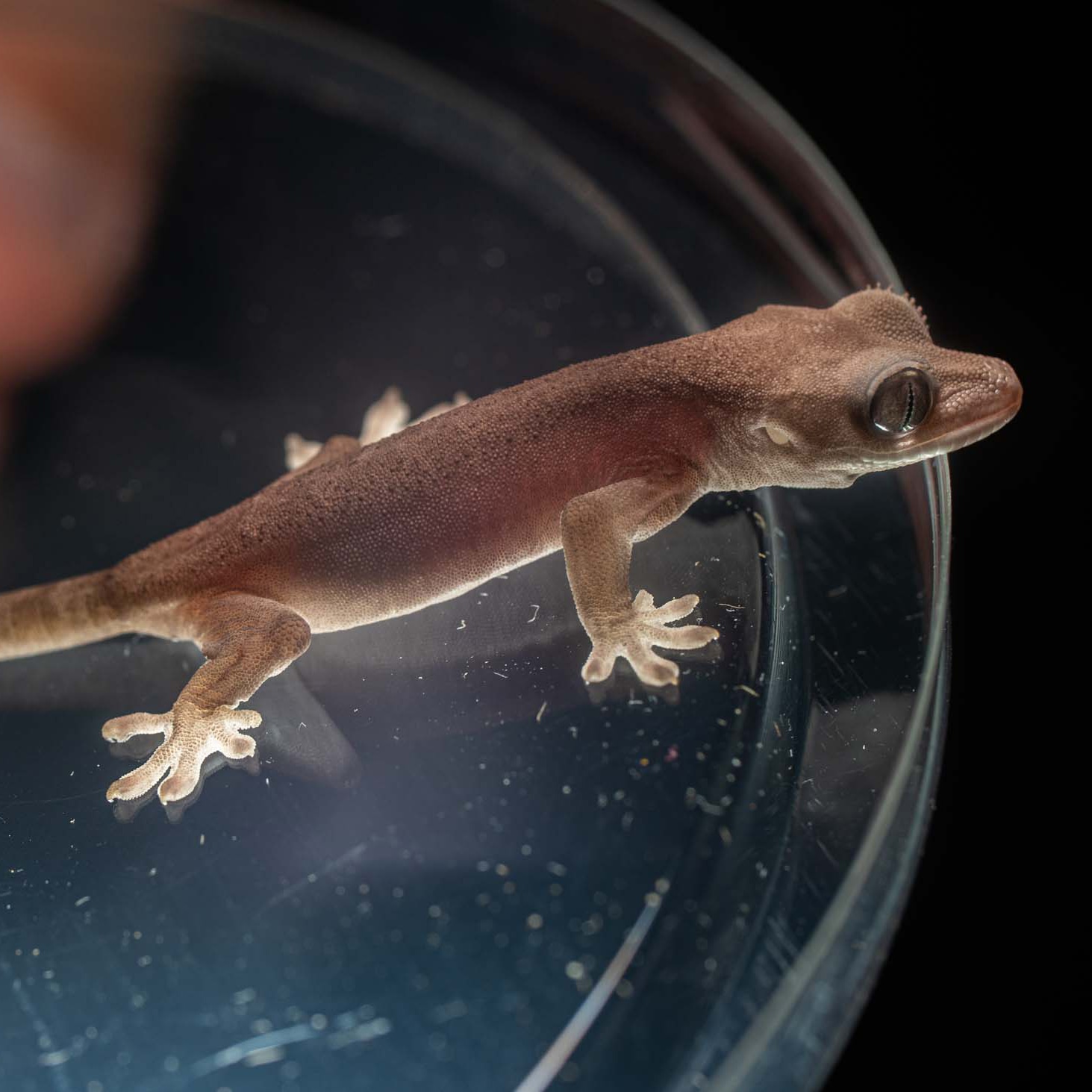 Highway Cappuccino Crested Gecko by Omni Geckos - MorphMarket