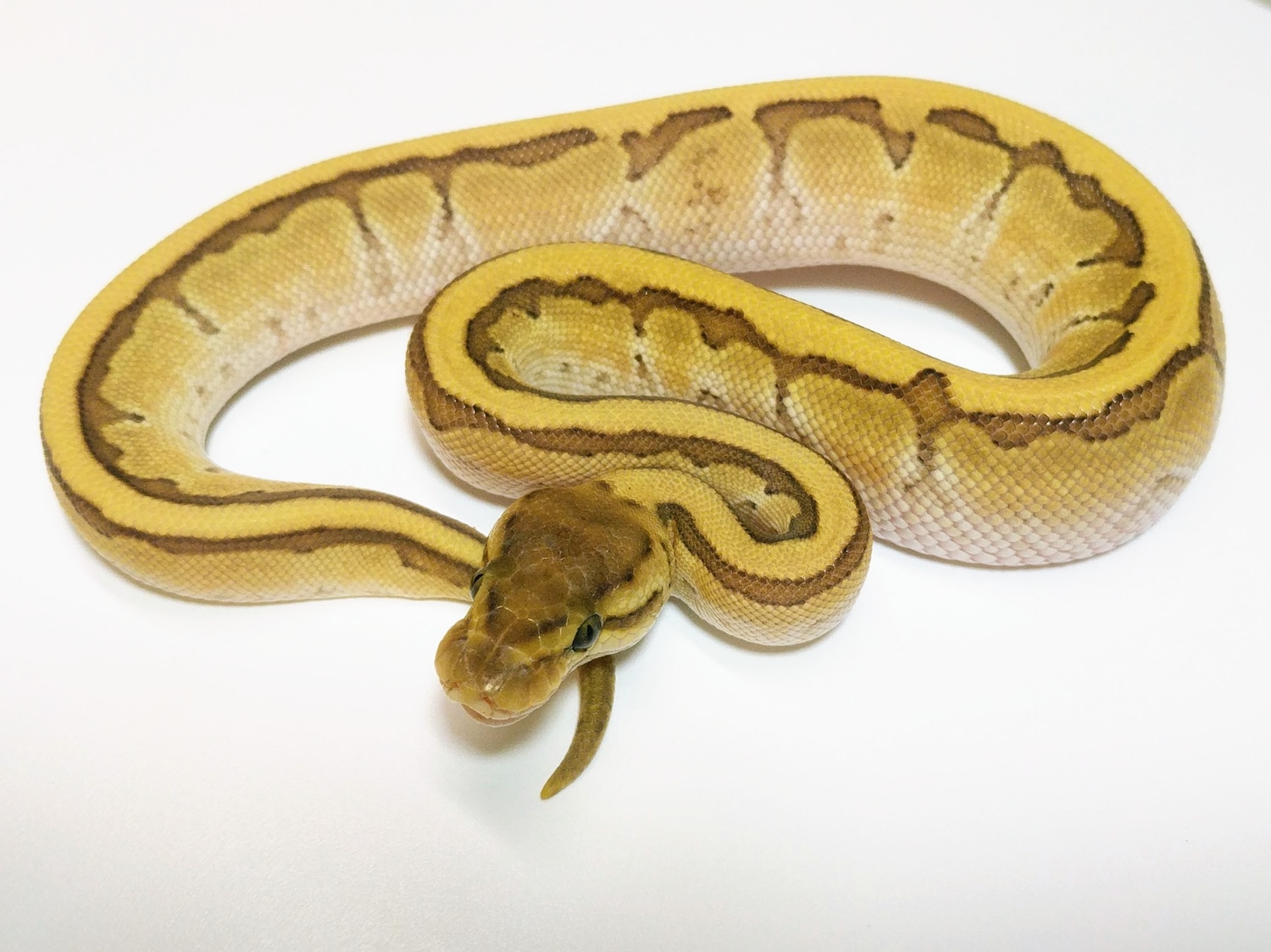 Lesser Pinstripe Orange Dream Ball Python by Omnipotent Serpents ...