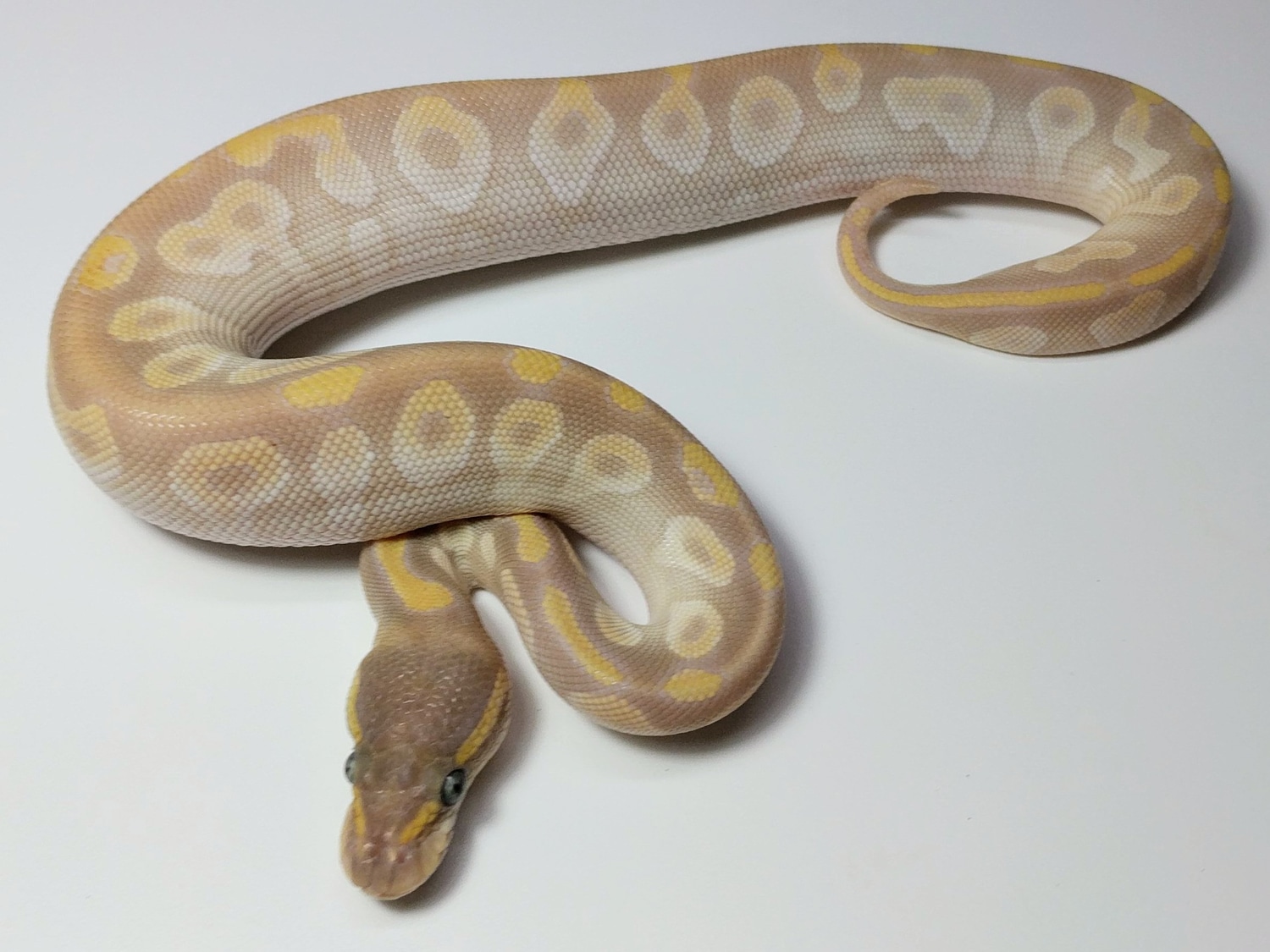 Crystal Ball Python by Omnipotent Serpents - MorphMarket