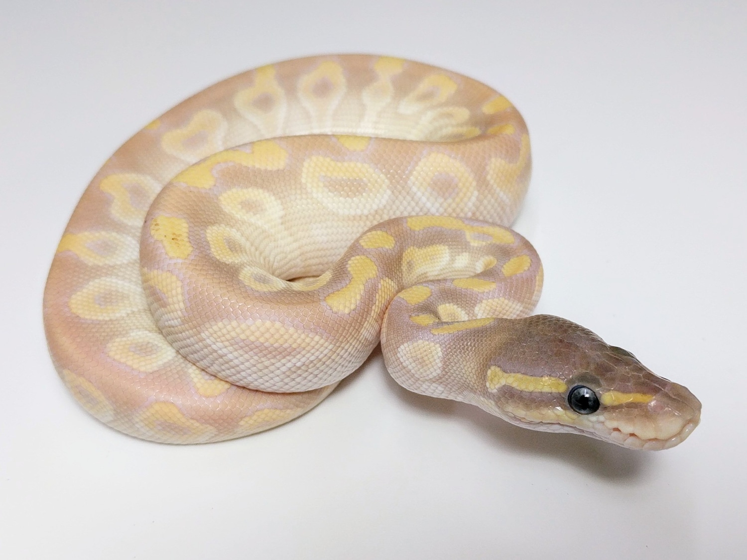 Crystal Ball Python by Omnipotent Serpents - MorphMarket