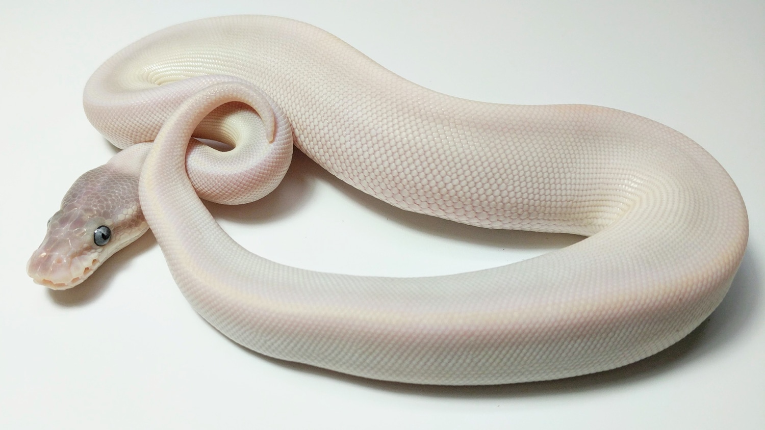 Super Mojave Ball Python by Omnipotent Serpents - MorphMarket