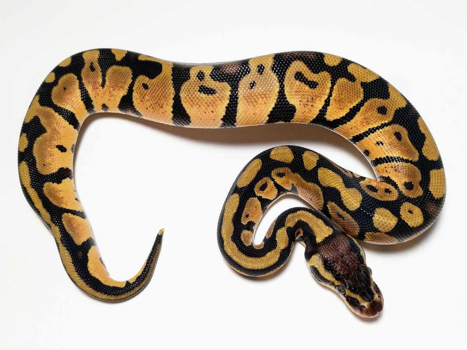 Pastel Het Desert Ghost Ball Python by Omnipotent Serpents - MorphMarket