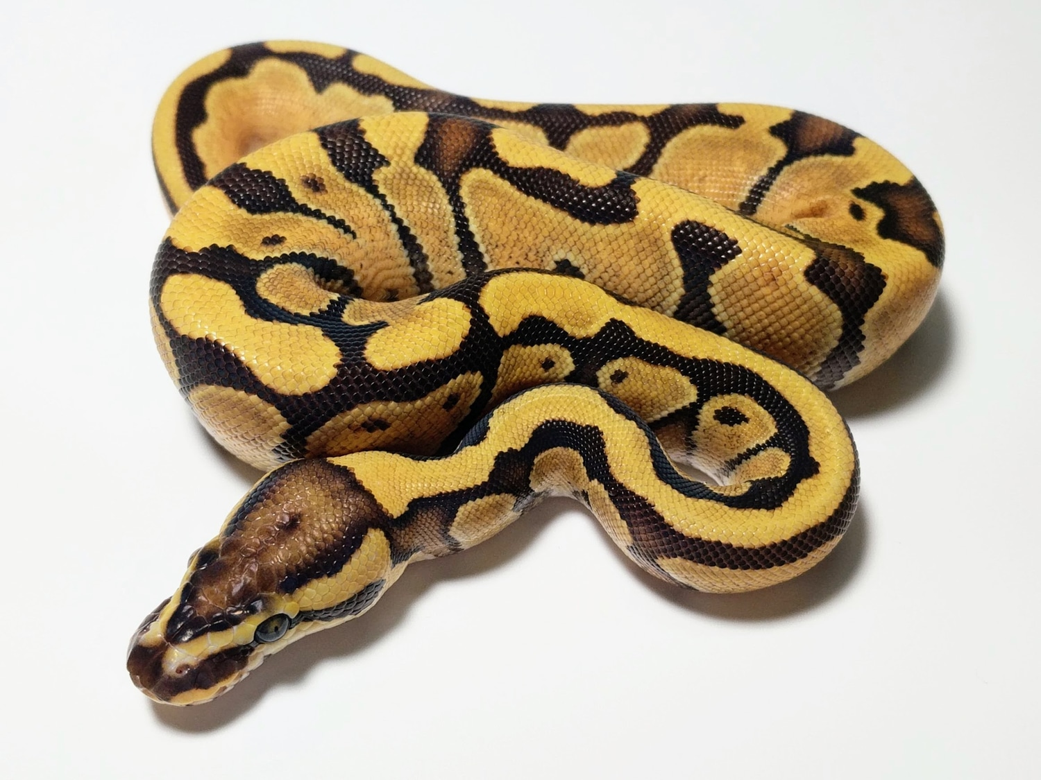 Enchi Fire Ball Python by Omnipotent Serpents - MorphMarket