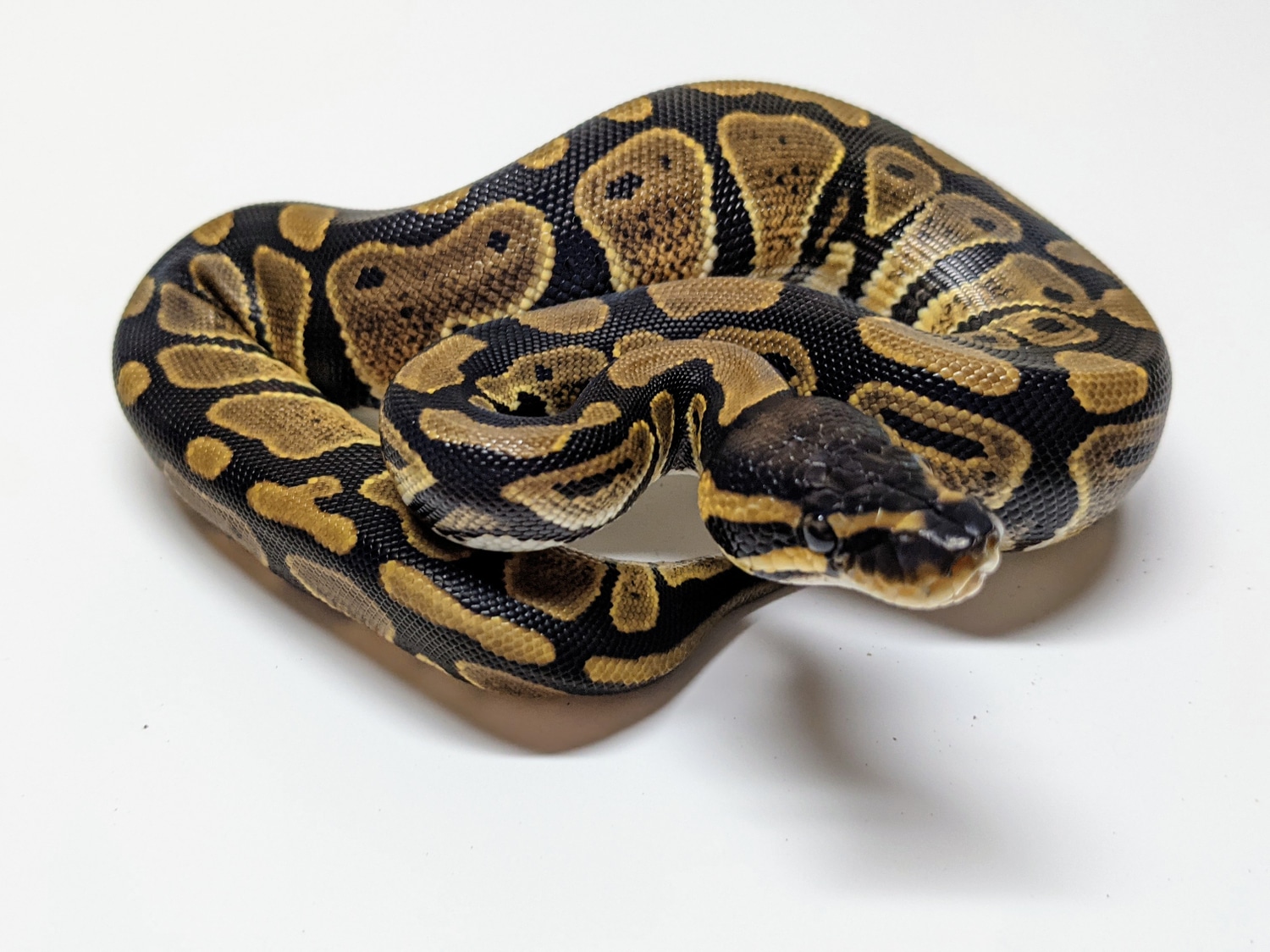 Het Desert Ghost Ball Python by Omnipotent Serpents - MorphMarket