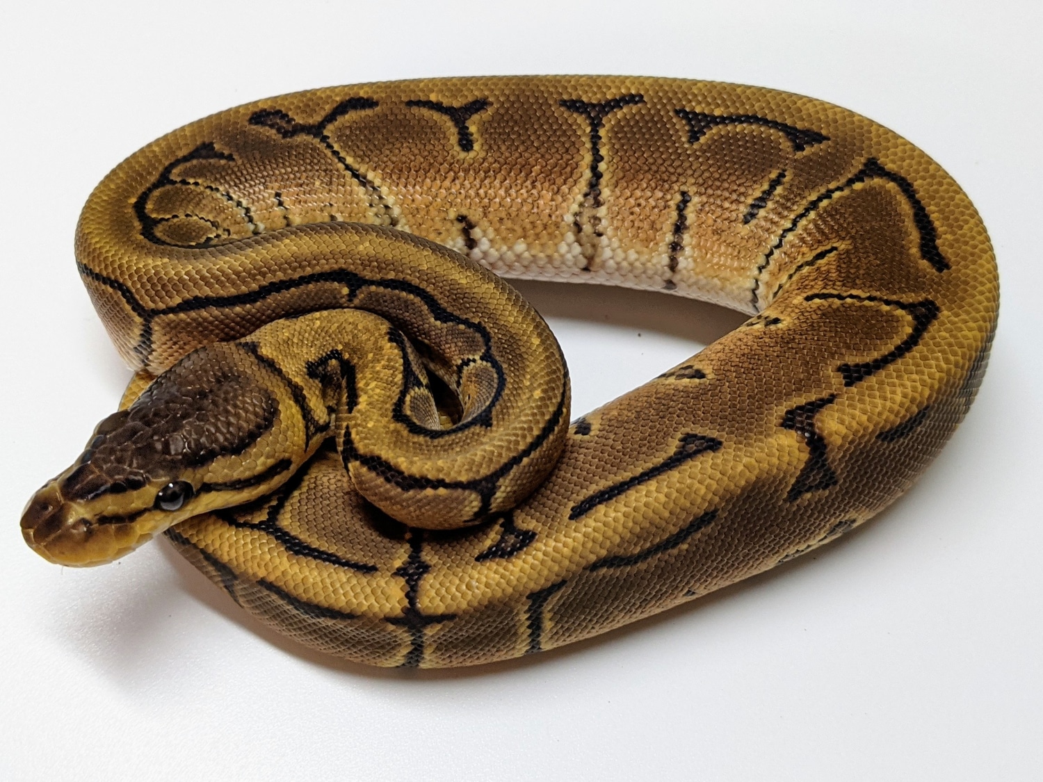 Enchi Pinstripe Ball Python by Omnipotent Serpents - MorphMarket