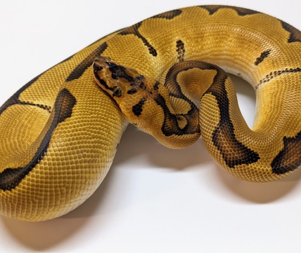Blade Enchi Clown Ball Python by Omnipotent Serpents - MorphMarket