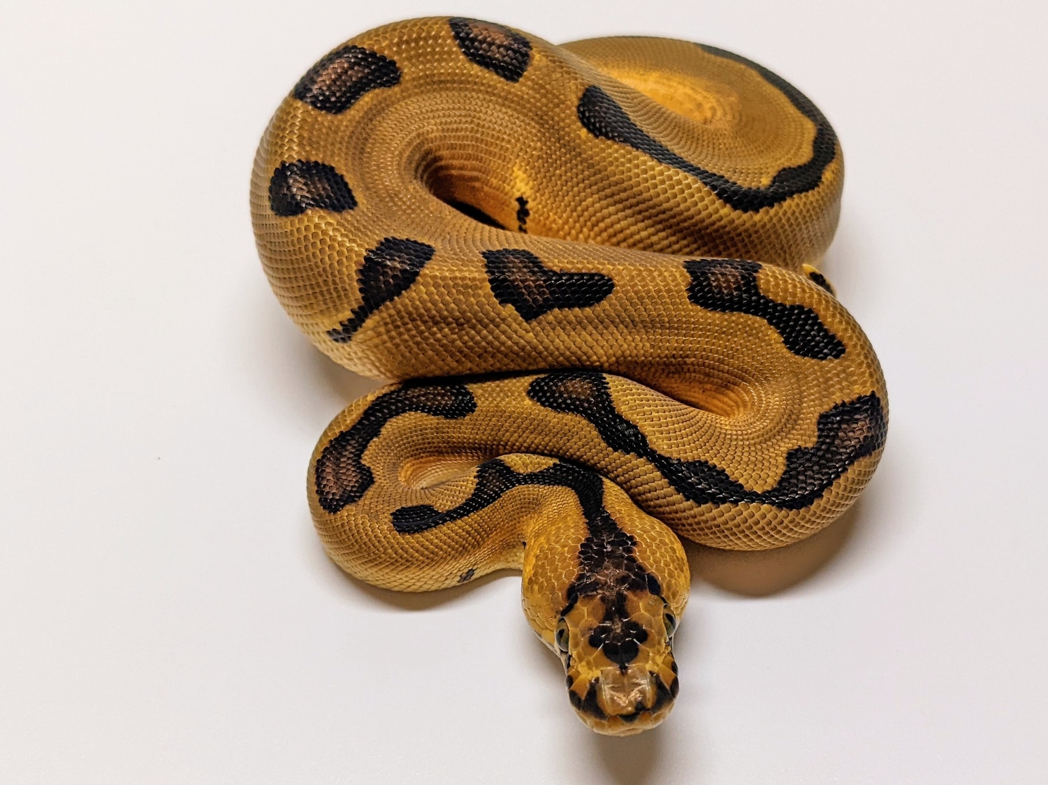 Blade Enchi Clown (Possible Super Blade) Ball Python by Omnipotent ...