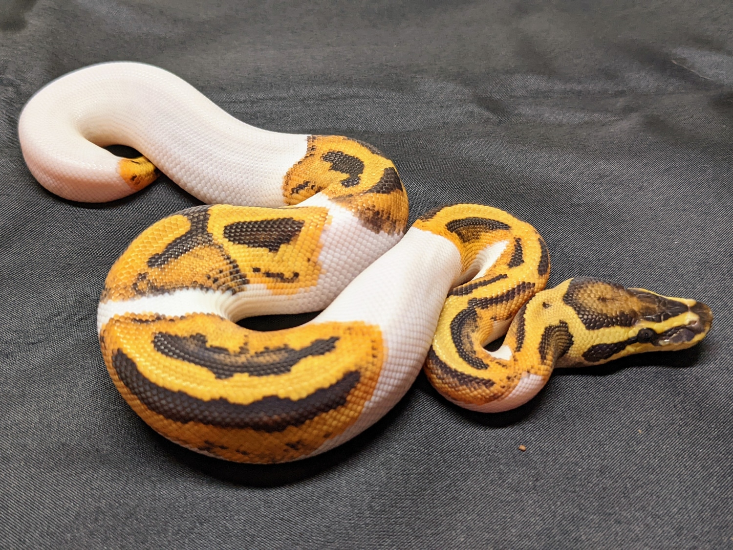 Pyro Pied Ball Python by Omnipotent Serpents - MorphMarket