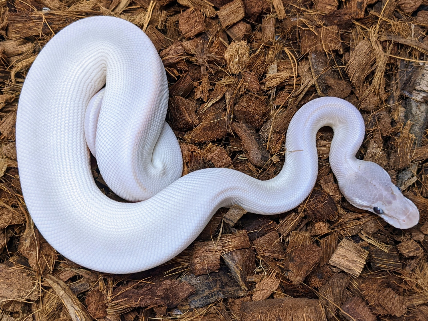 Blue Eyed Lucy Super Mojave (Moj Moj) Ball Python by Omnipotent ...