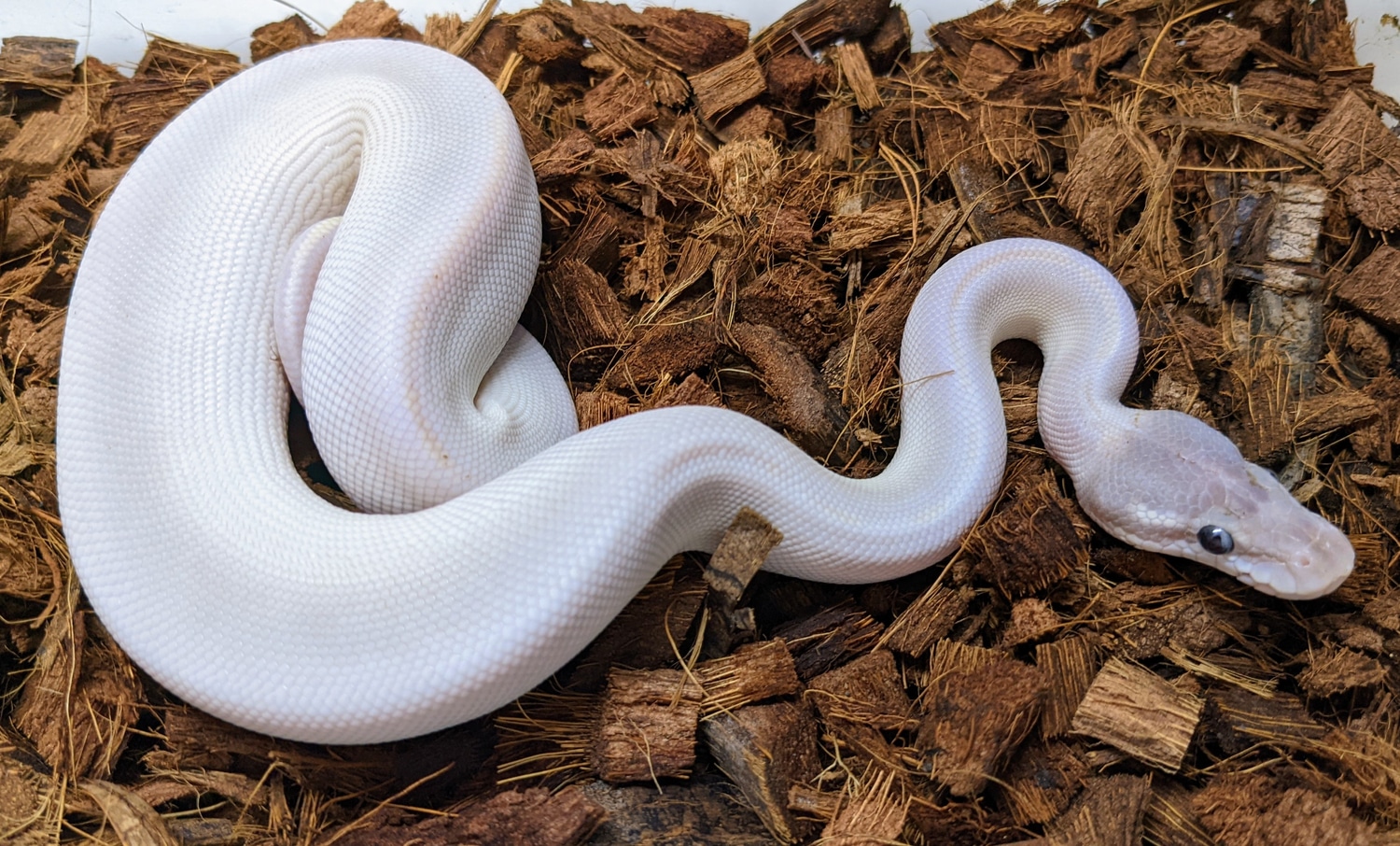 Blue Eyed Lucy Super Mojave (Moj Moj) Ball Python by Omnipotent ...