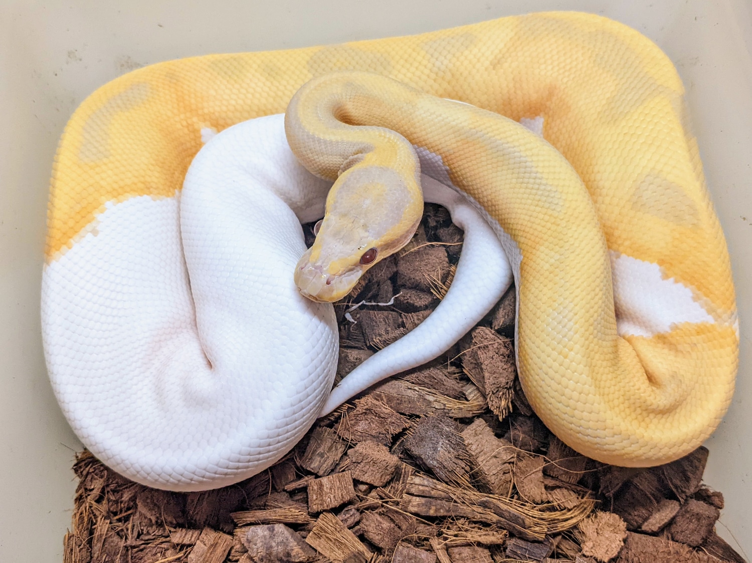20 Candino Pied Ball Python by Omnipotent Serpents - MorphMarket