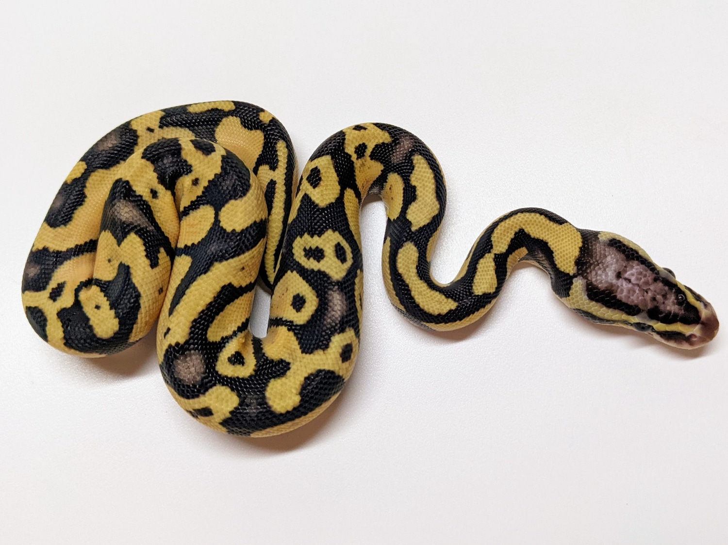 Enchi Pastel Ball Python by Omnipotent Serpents - MorphMarket