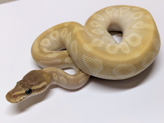 Crystal Ball Python by Omnipotent Serpents
