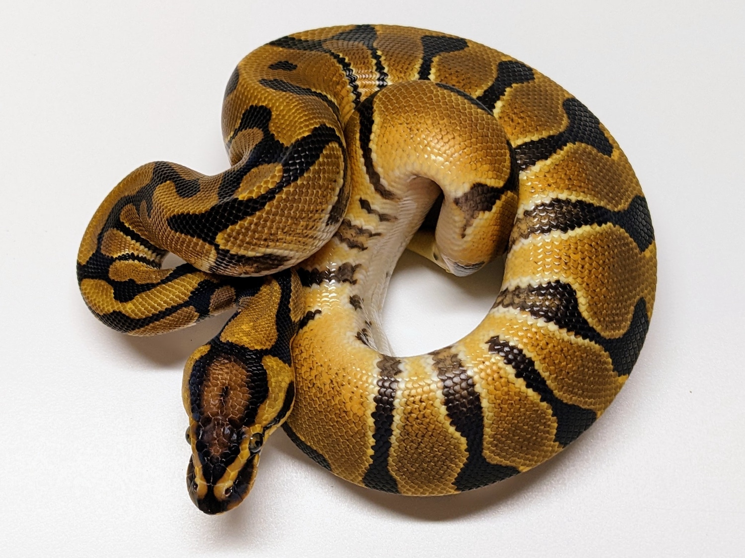 Blade Enchi 100% Het Clown Ball Python by Omnipotent Serpents - MorphMarket